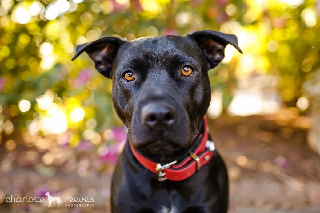 Deluxe Session ~ Rosa, Holly, Lola & Sophie in Brisbane — Charlotte ...