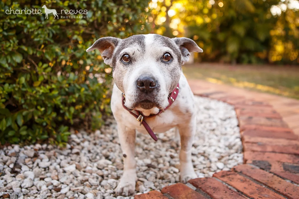 Deluxe Session ~ Rosa, Holly, Lola & Sophie in Brisbane — Charlotte ...