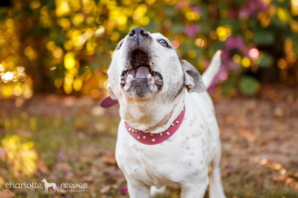 Deluxe Session ~ Rosa, Holly, Lola & Sophie in Brisbane — Charlotte ...