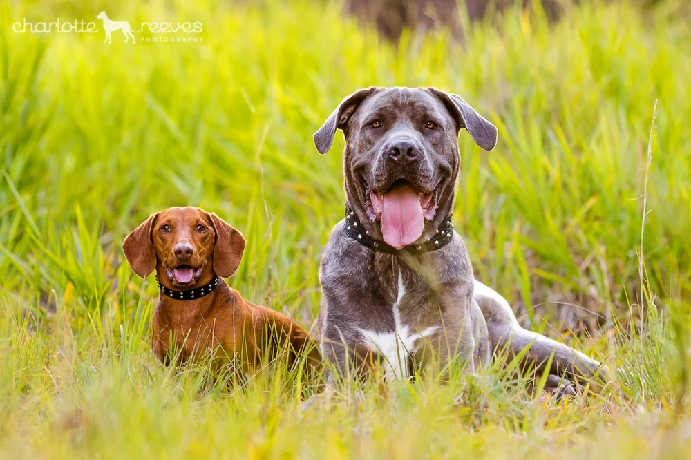 Tigrato Cane Corso
