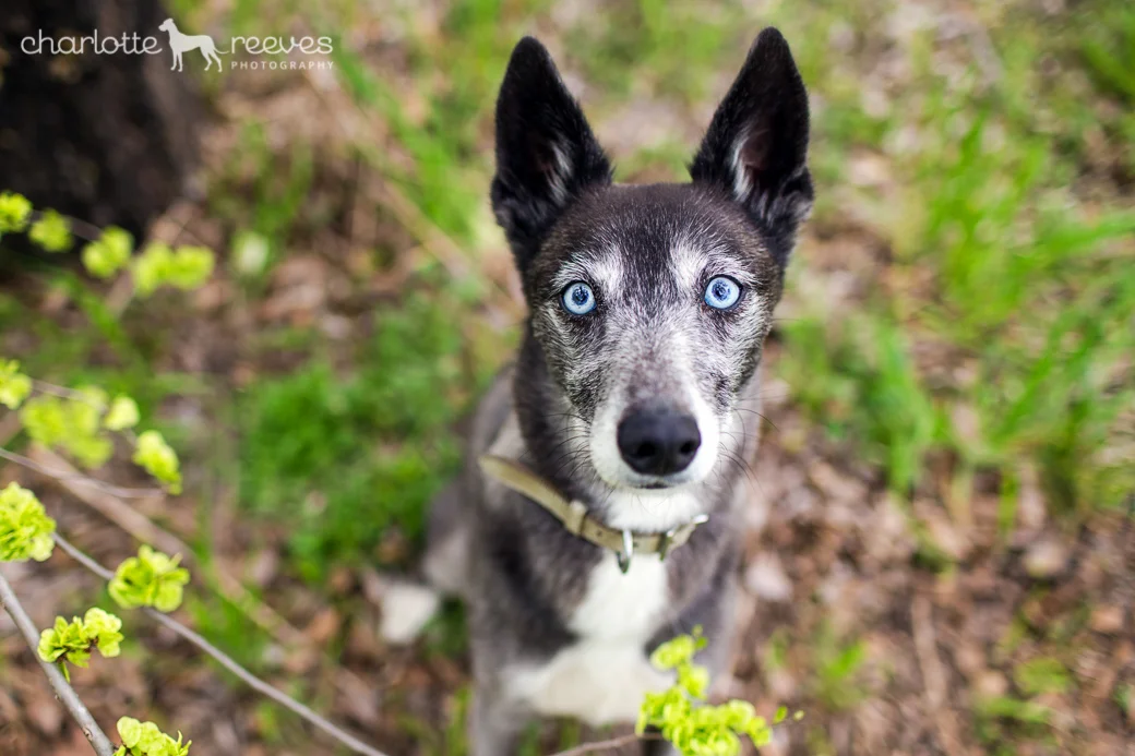 Travel Session ~ Peppa the Alaskan Husky in Canberra — Charlotte Reeves ...