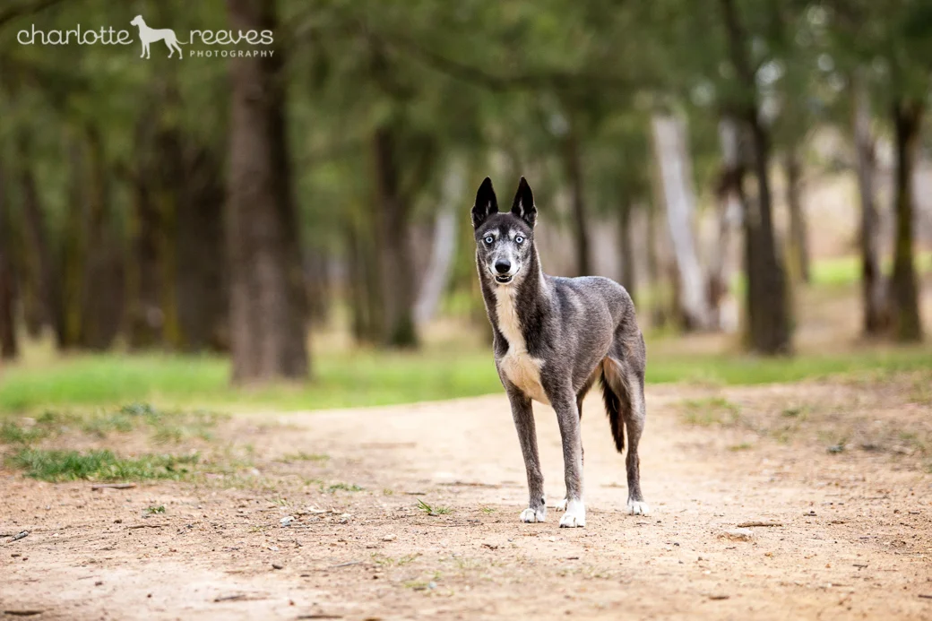 Travel Session ~ Peppa the Alaskan Husky in Canberra — Charlotte Reeves ...