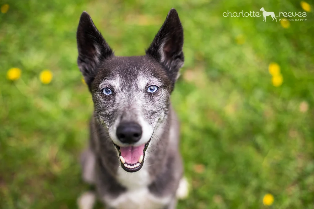 Travel Session ~ Peppa the Alaskan Husky in Canberra — Charlotte Reeves ...