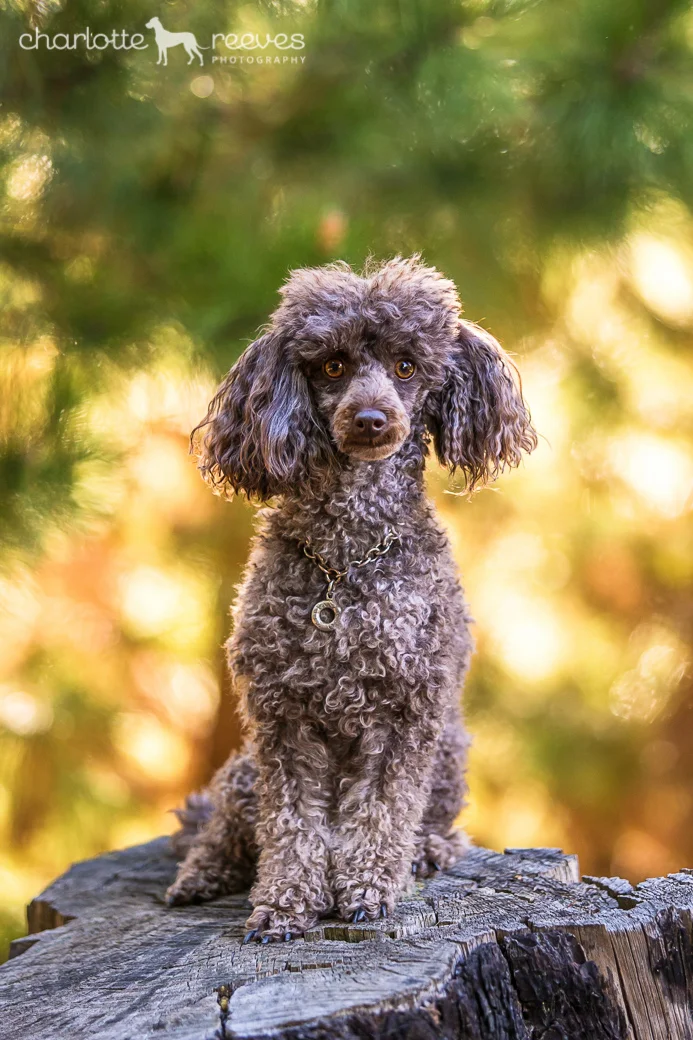 Travel Session ~ Cocoa & Bella the Toy Poodles in Canberra — Charlotte ...