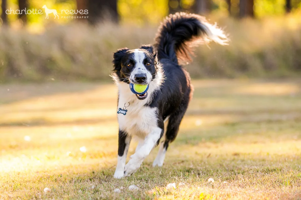 Client Session ~ Juno the Border Collie in Brisbane — Charlotte Reeves ...