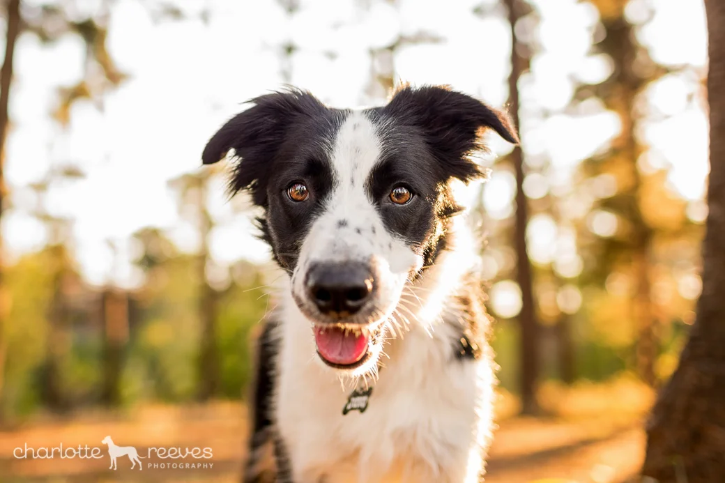 Client Session ~ Juno the Border Collie in Brisbane — Charlotte Reeves ...