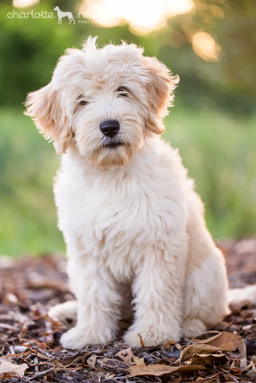 Bare Bones Session ~ Mollie the Groodle puppy in Brisbane — Charlotte ...