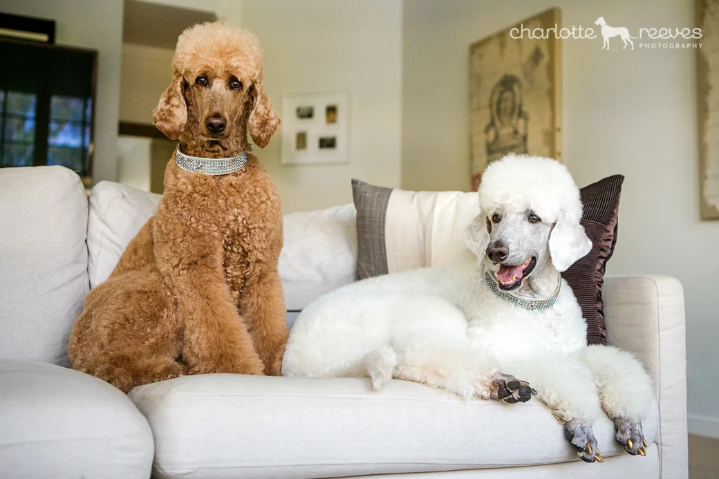 Deluxe Session ~ Albert, Grace & Ruby the Poodles in Brisbane ...