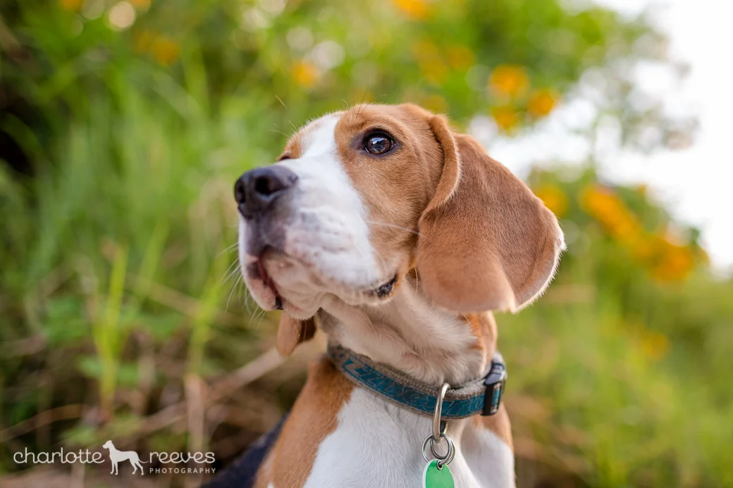 Bare Bones Session ~ Humphrey the Beagle in Brisbane — Charlotte Reeves ...