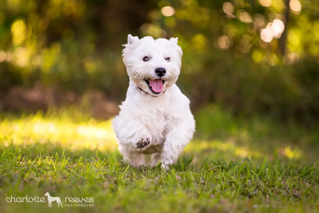 Deluxe Session ~ Pepper the Westie in Brisbane — Charlotte Reeves ...