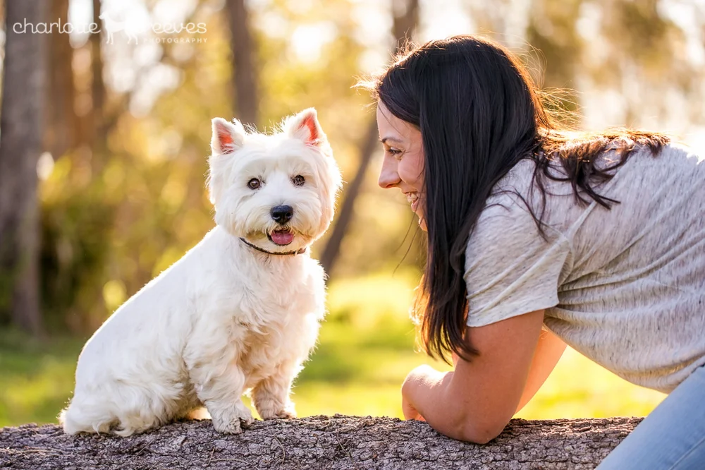 Deluxe Session ~ Pepper the Westie in Brisbane — Charlotte Reeves ...