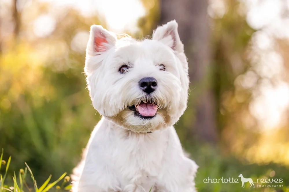 Deluxe Session ~ Pepper the Westie in Brisbane — Charlotte Reeves ...
