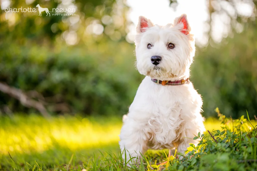 Deluxe Session ~ Pepper the Westie in Brisbane — Charlotte Reeves ...