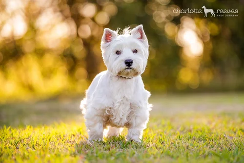 Deluxe Session ~ Pepper the Westie in Brisbane — Charlotte Reeves ...