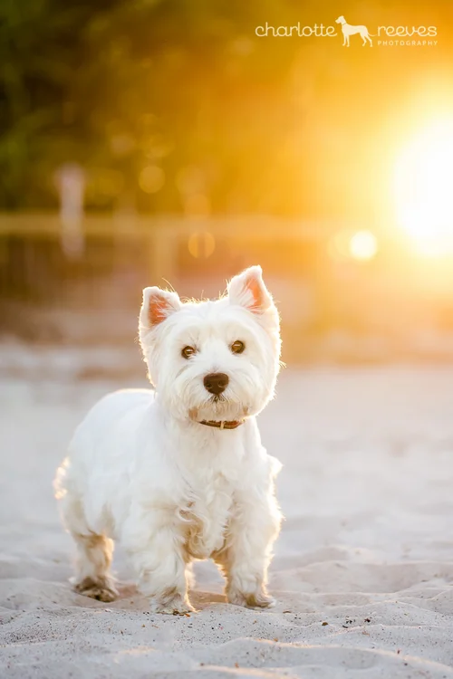 Deluxe Session ~ Pepper the Westie in Brisbane — Charlotte Reeves ...