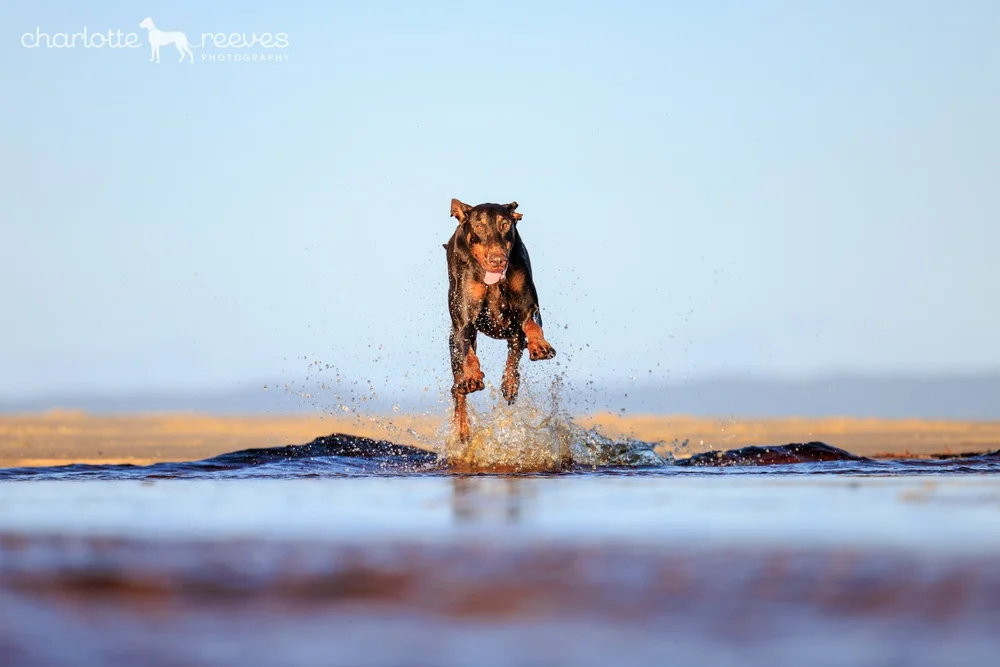 Nala the Doberman at the Beach — Charlotte Reeves Photography