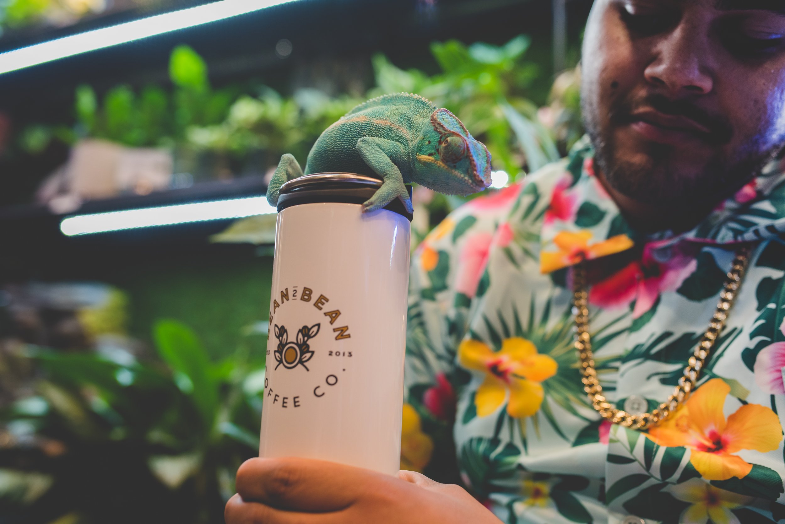 Winter Tropics | PHL — Bean2Bean