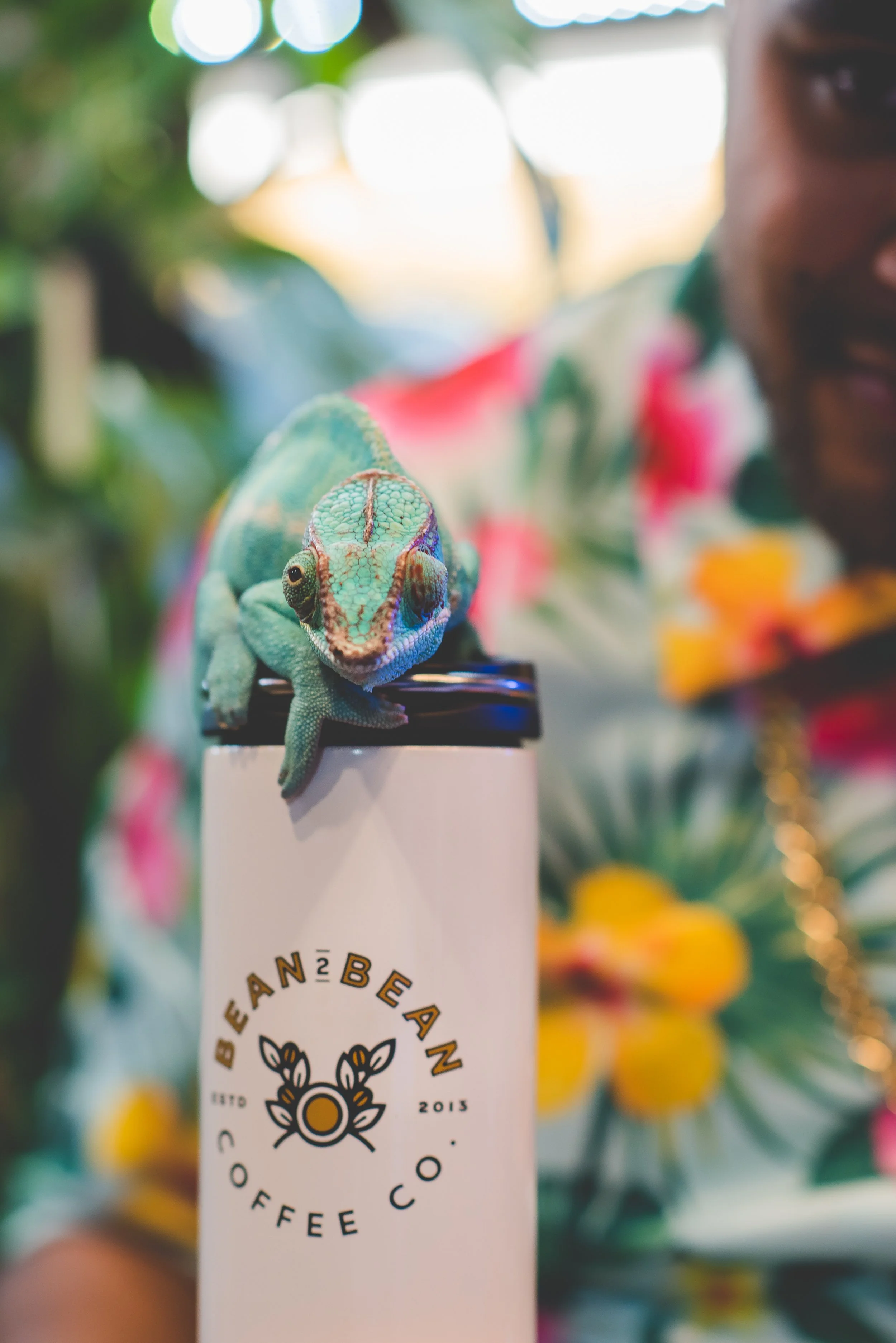 Winter Tropics | PHL — Bean2Bean