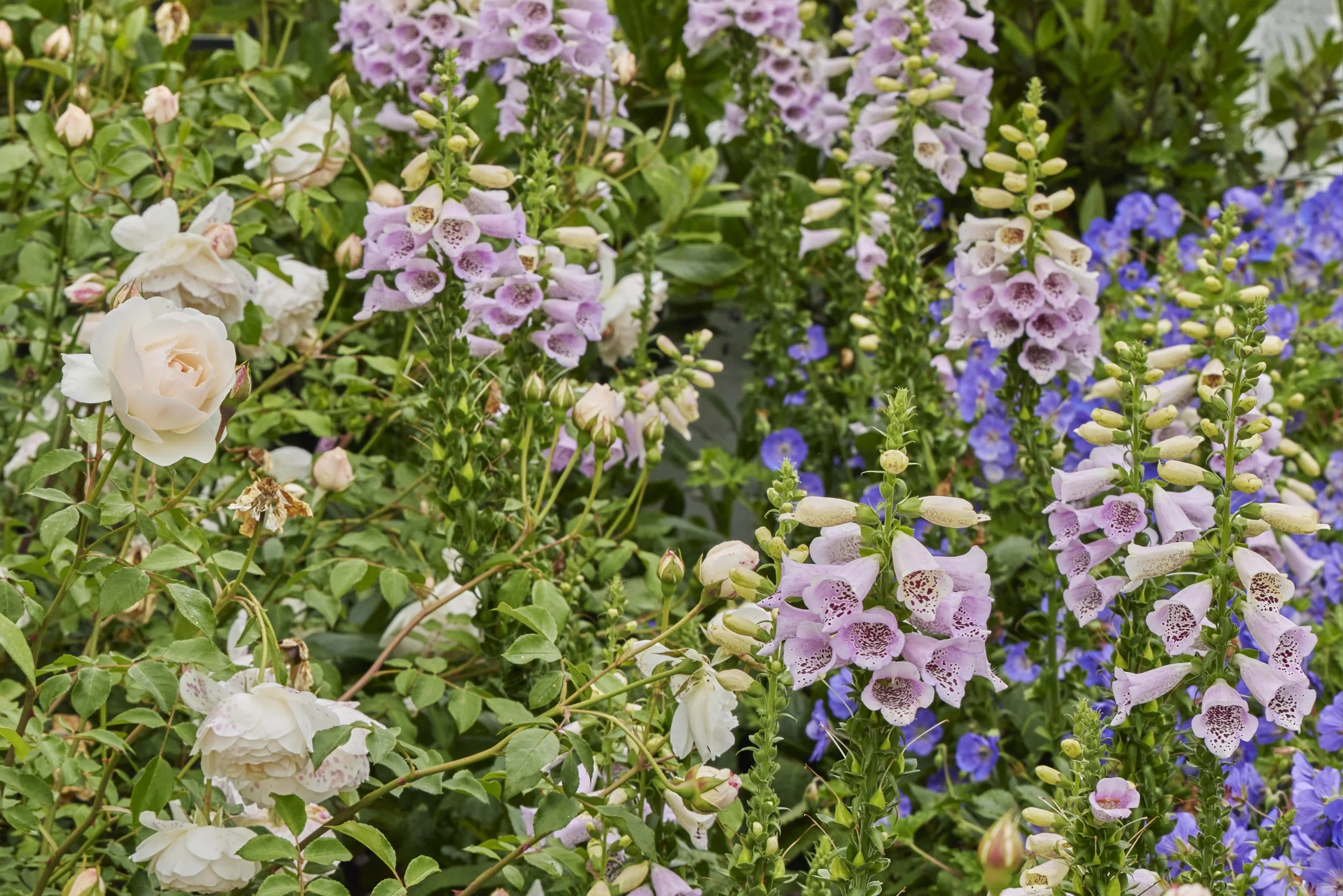 Historic Bel Air Garden — benner landscape design