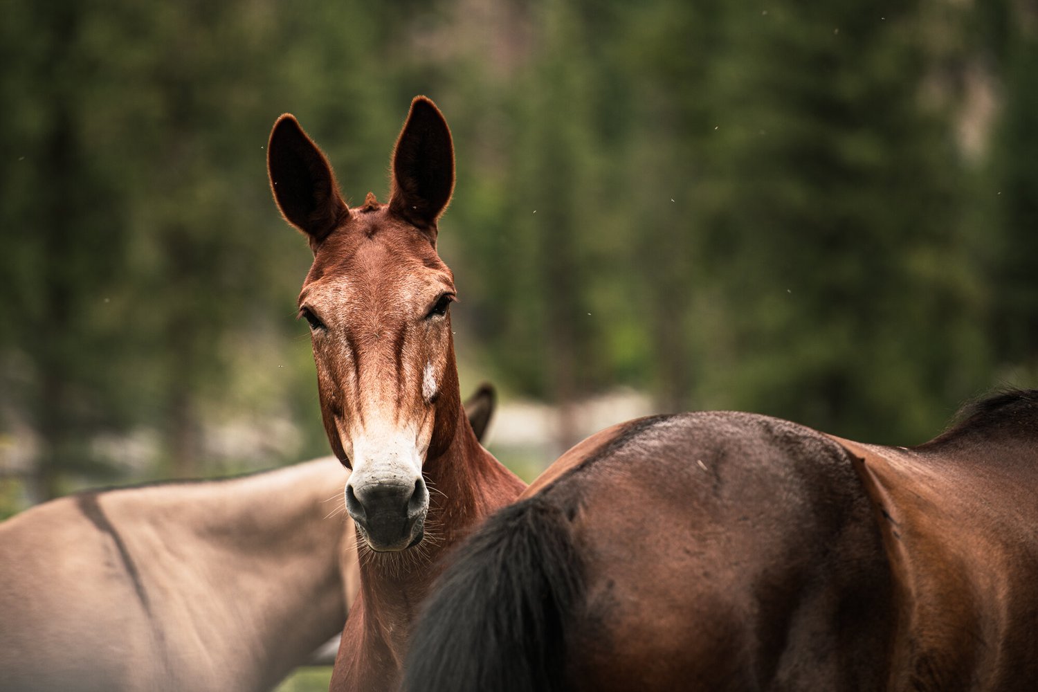 WILDERNESS MULE OUTFITTING