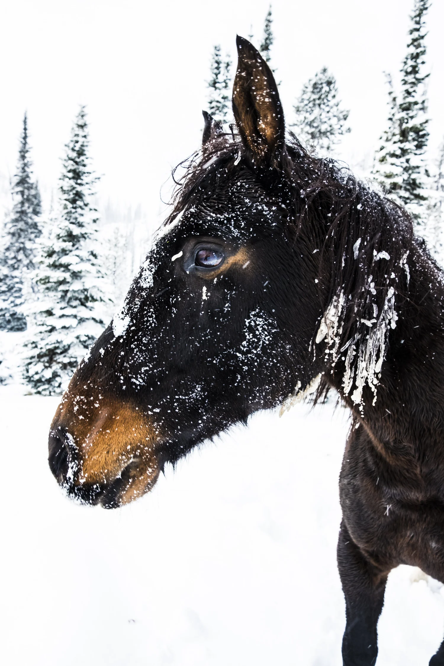 WILDERNESS MULE OUTFITTING