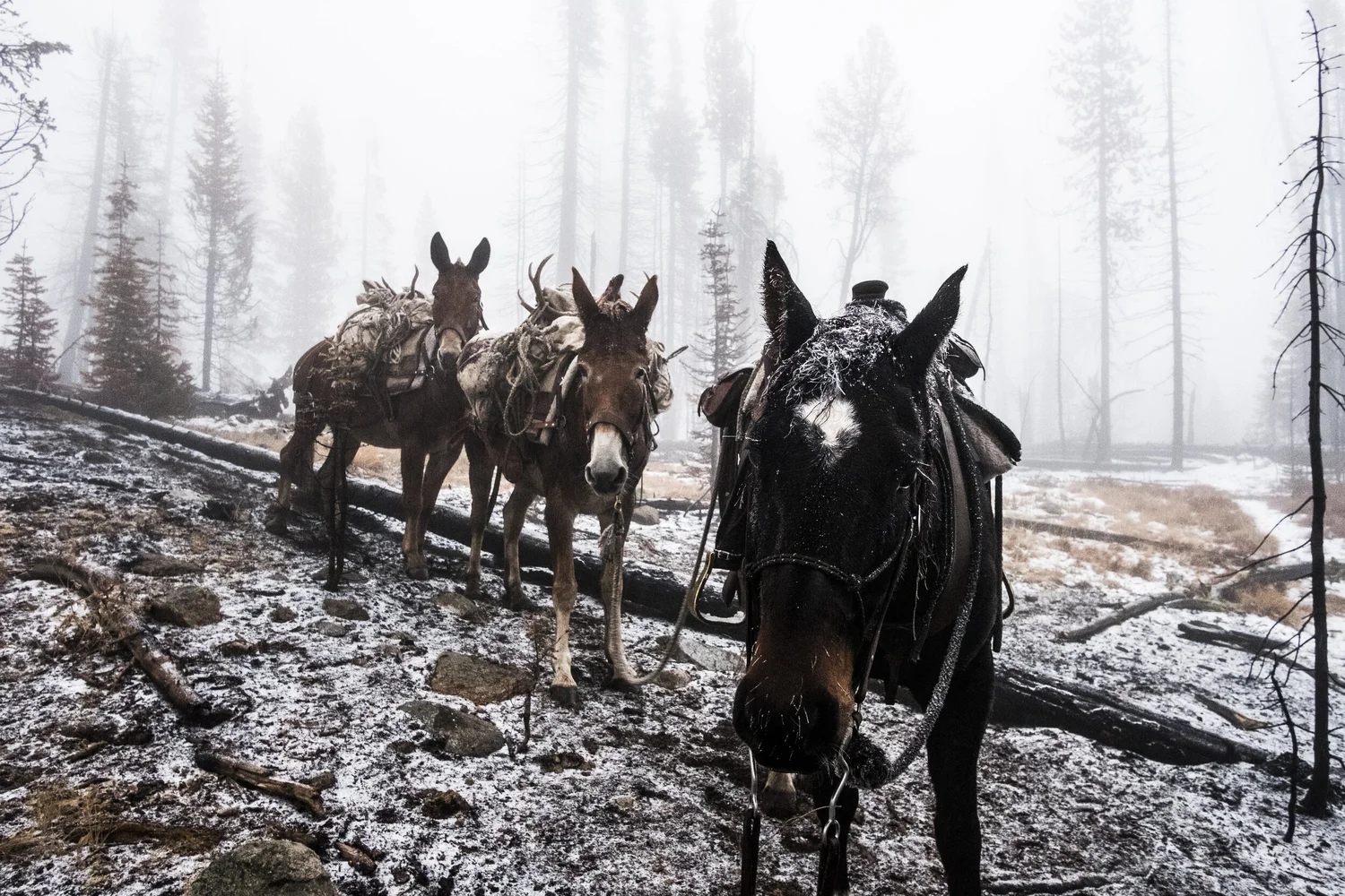 WILDERNESS MULE OUTFITTING