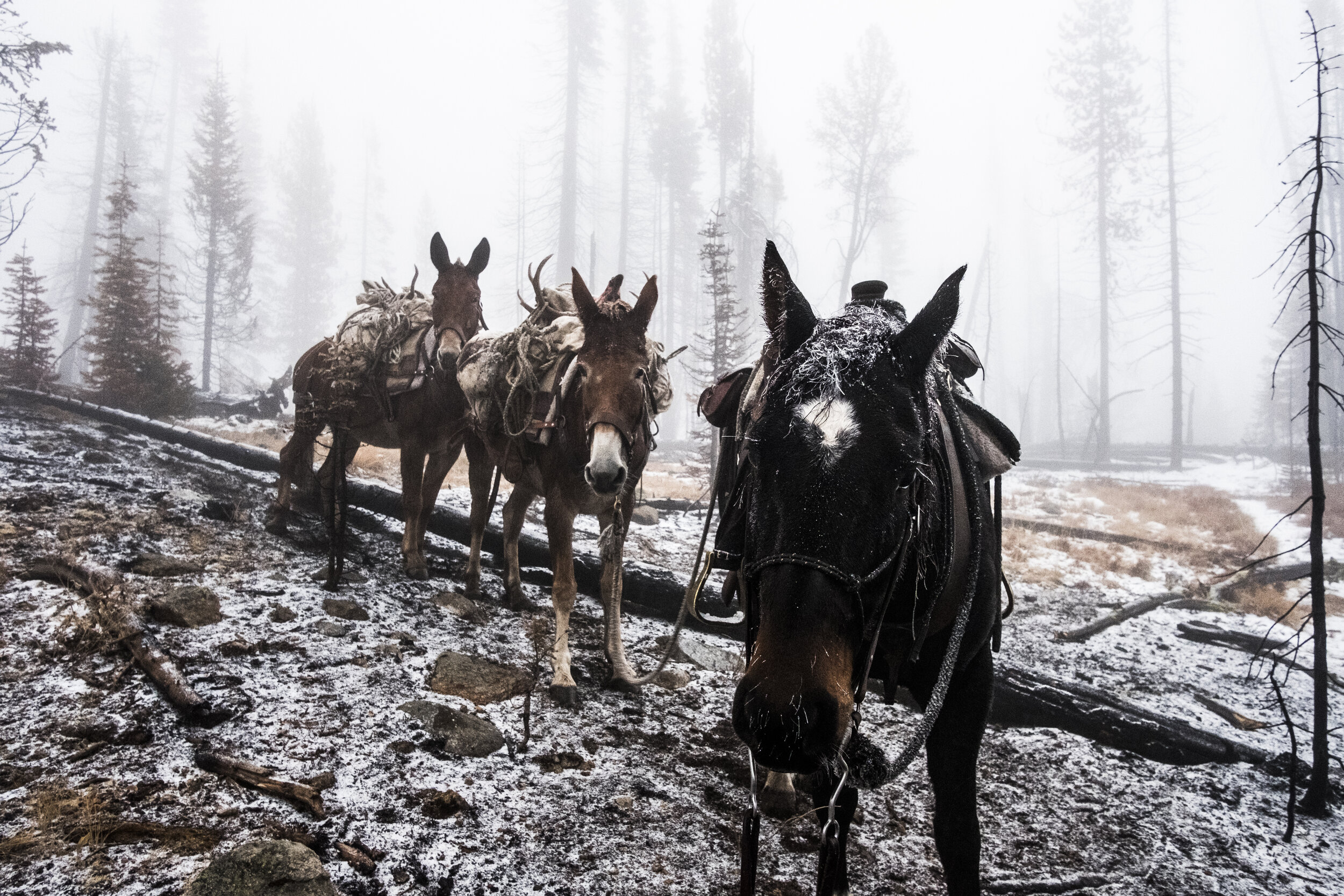 WILDERNESS MULE OUTFITTING