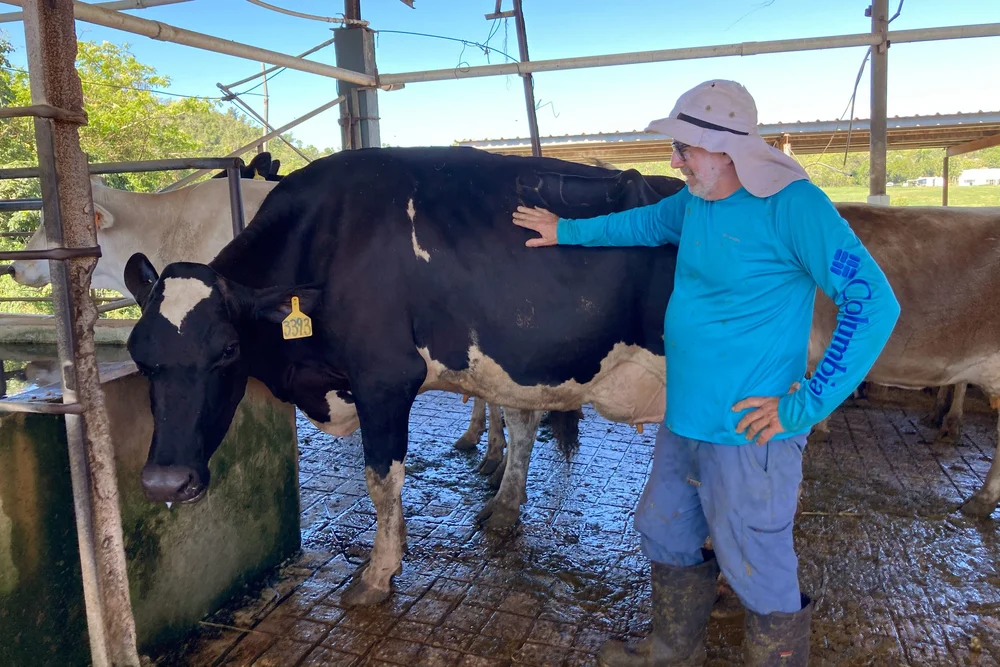 Suave Cows — palabra.