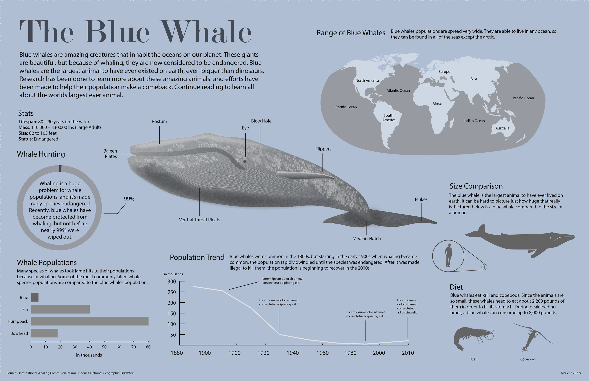 Endangered Whales Chart