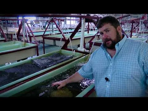Catfish Is Life — The Catfish Institute