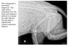 TPLO Radiograph Positioning — Anchor Veterinary Surgery