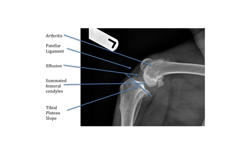 TPLO Radiograph Positioning — Anchor Veterinary Surgery