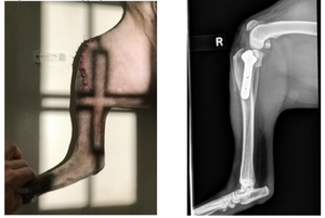 TPLO Radiograph Positioning — Anchor Veterinary Surgery