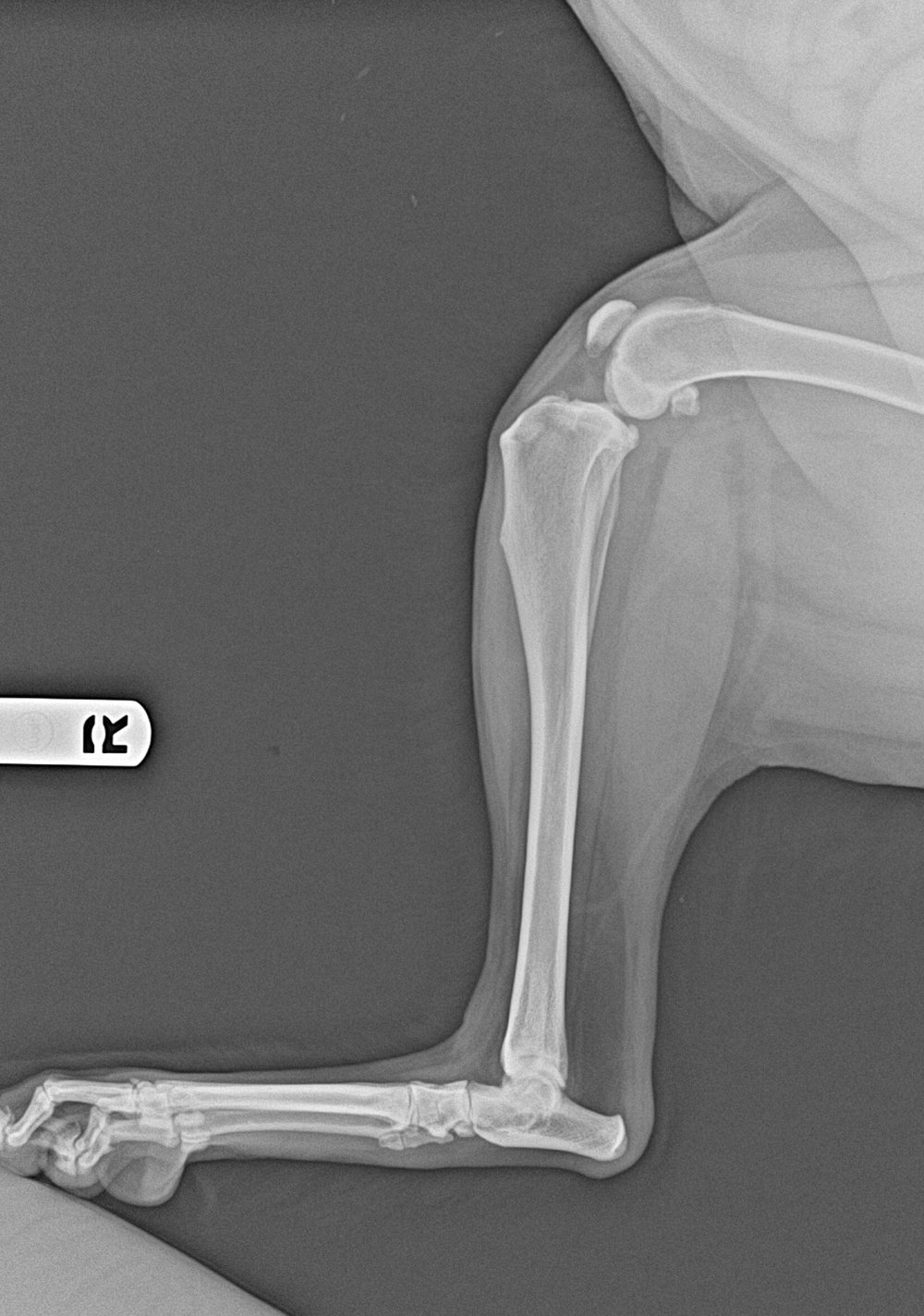 Anchor Veterinary Surgery — For Veterinarians — Anchor Veterinary Surgery