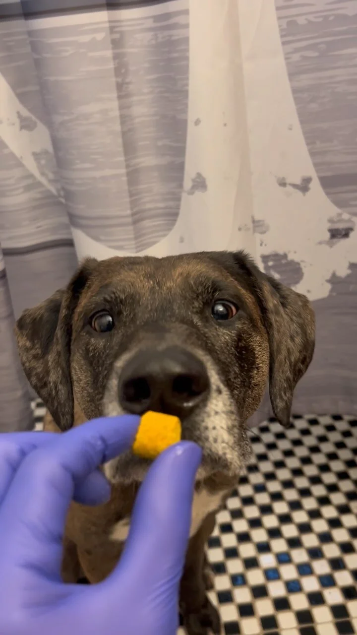 Anchor Veterinary Surgery - Anchor Veterinary Surgery