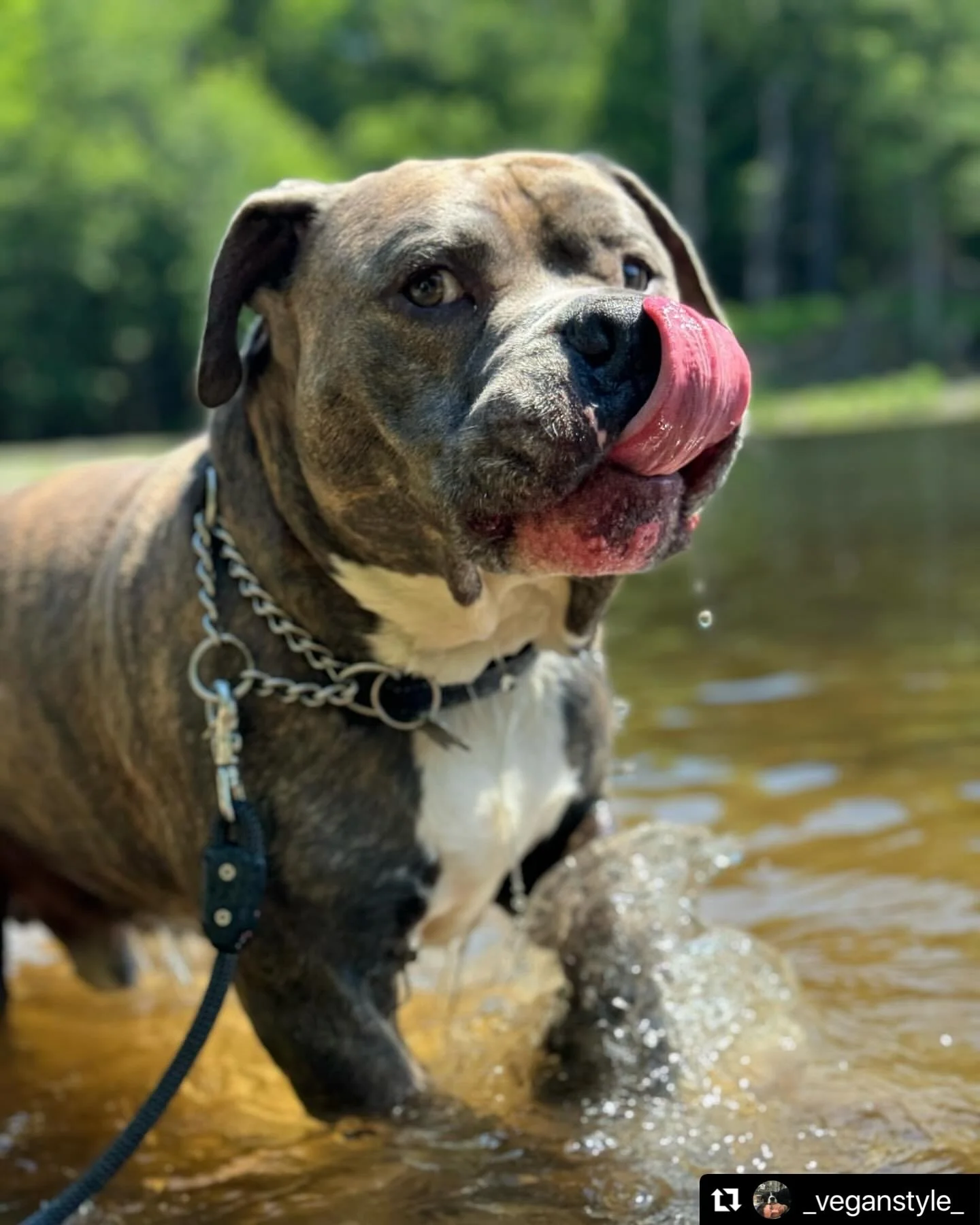 Anchor Veterinary Surgery - Anchor Veterinary Surgery