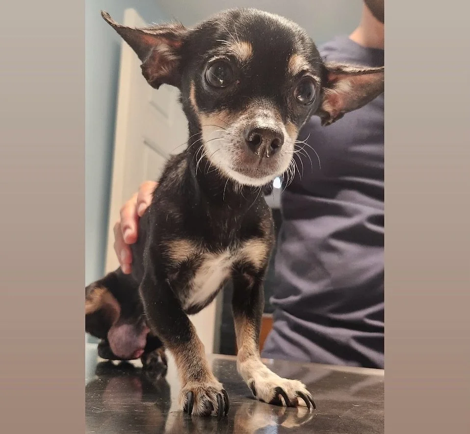 Anchor Veterinary Surgery - Anchor Veterinary Surgery