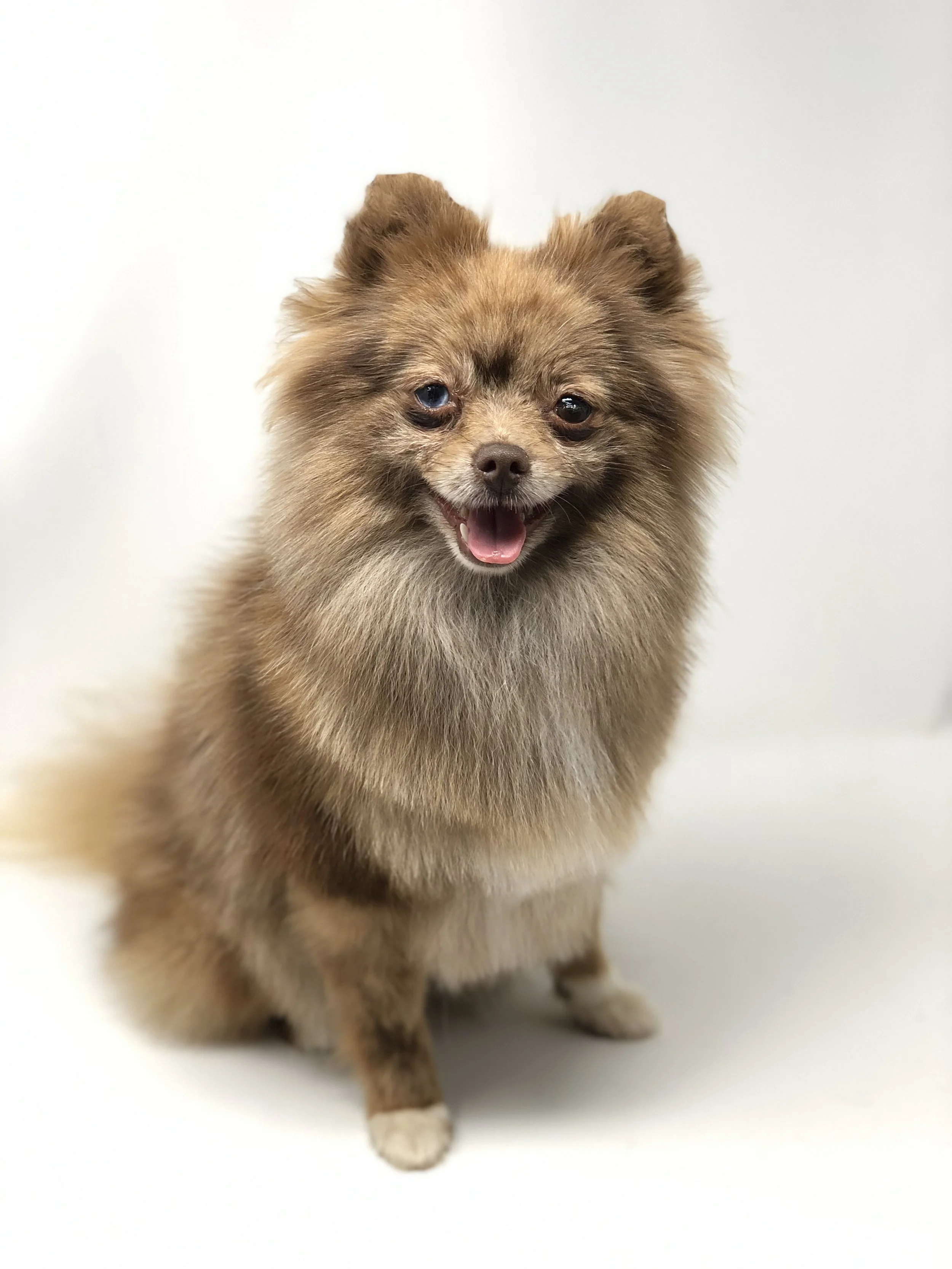 Copy of About Us — HappyDayPoms