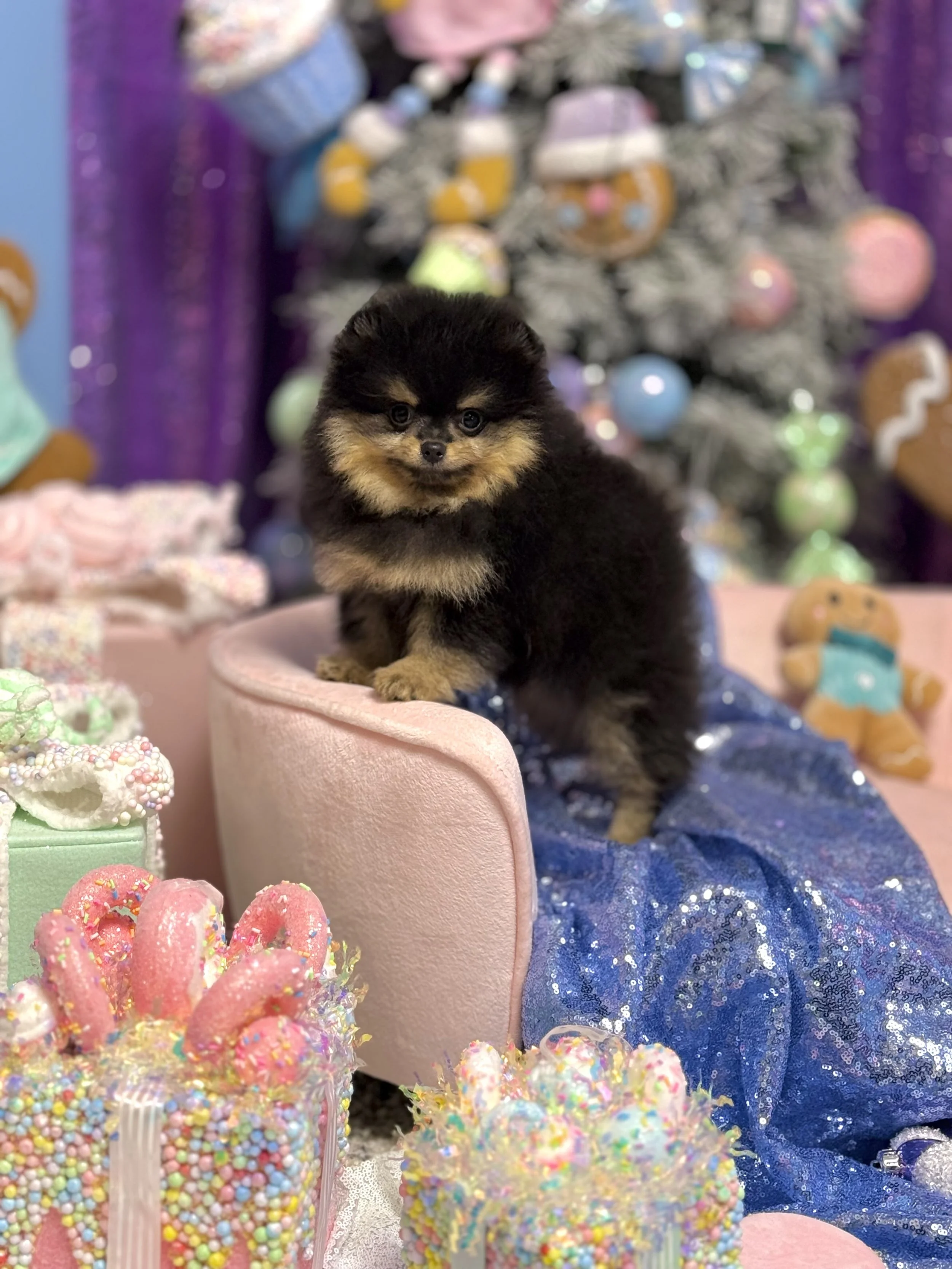 AKC Danny 3800.00 — HappyDayPoms