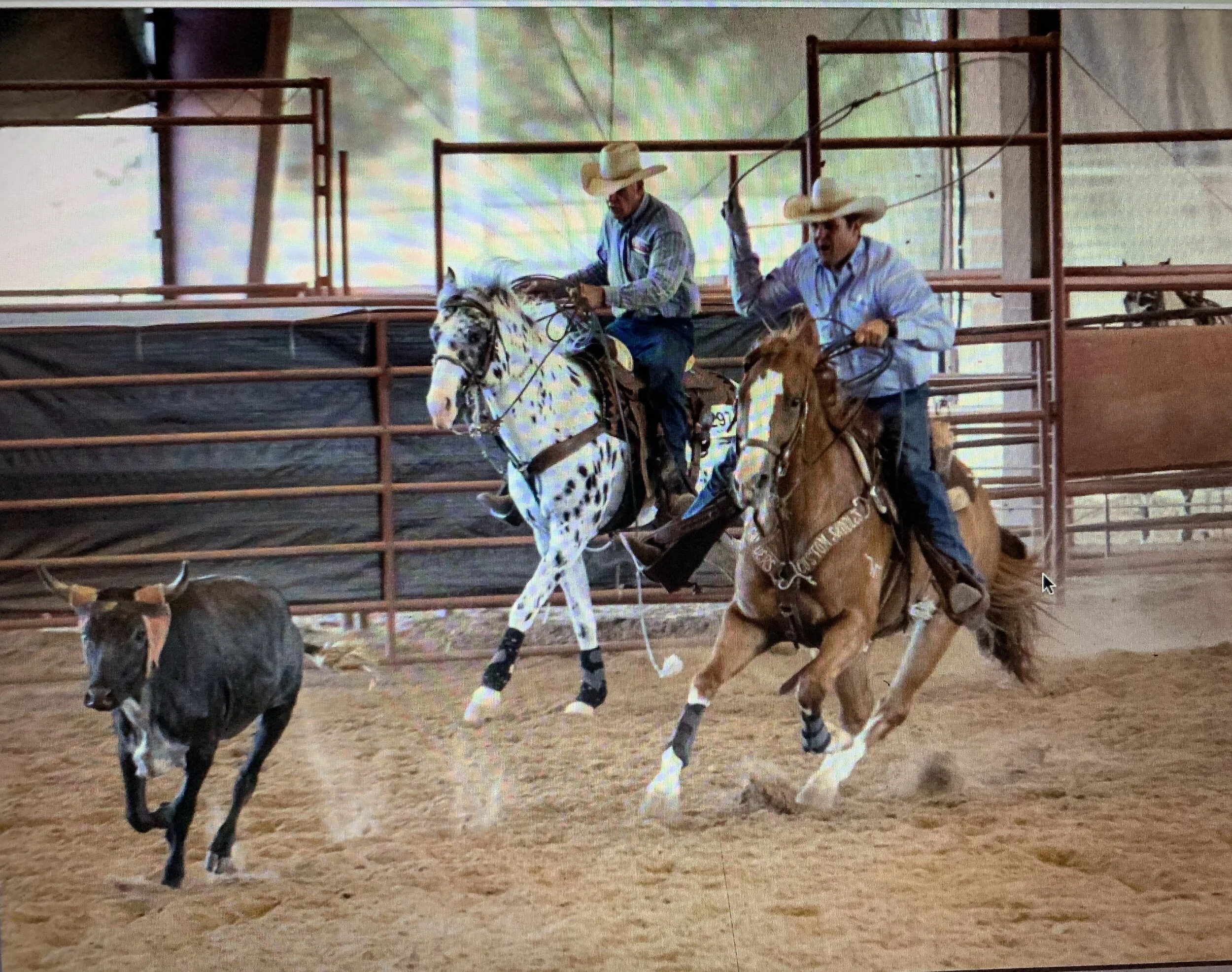 TC Performance Horses