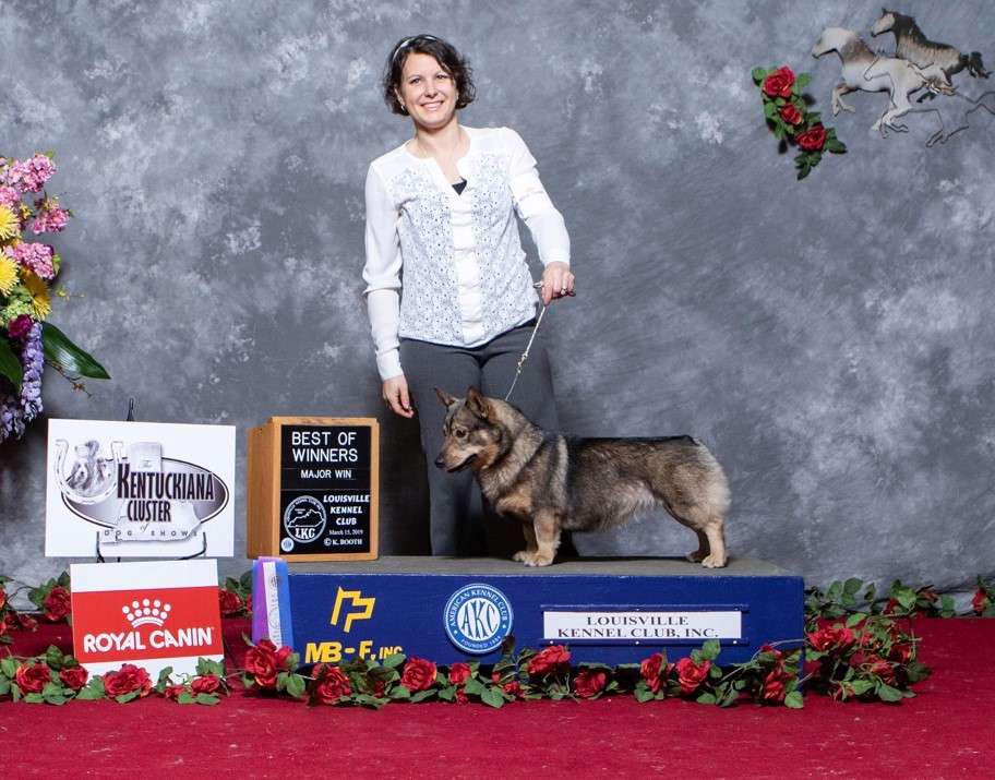 Valkyrie Vallhunds — K9 Junction