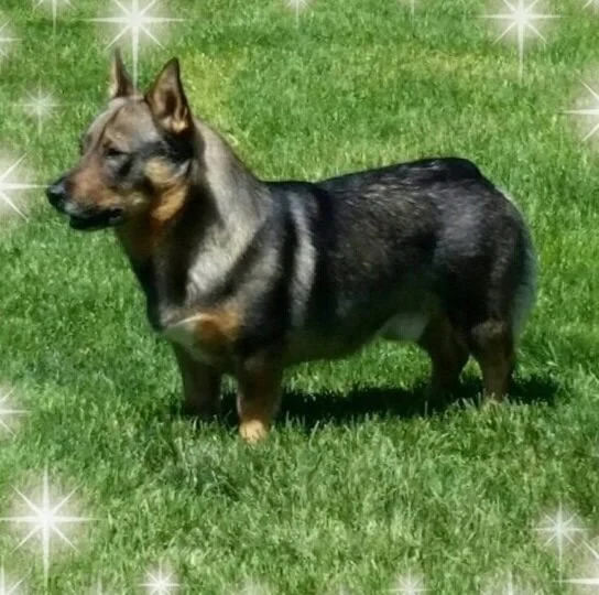 Valkyrie Vallhunds — K9 Junction