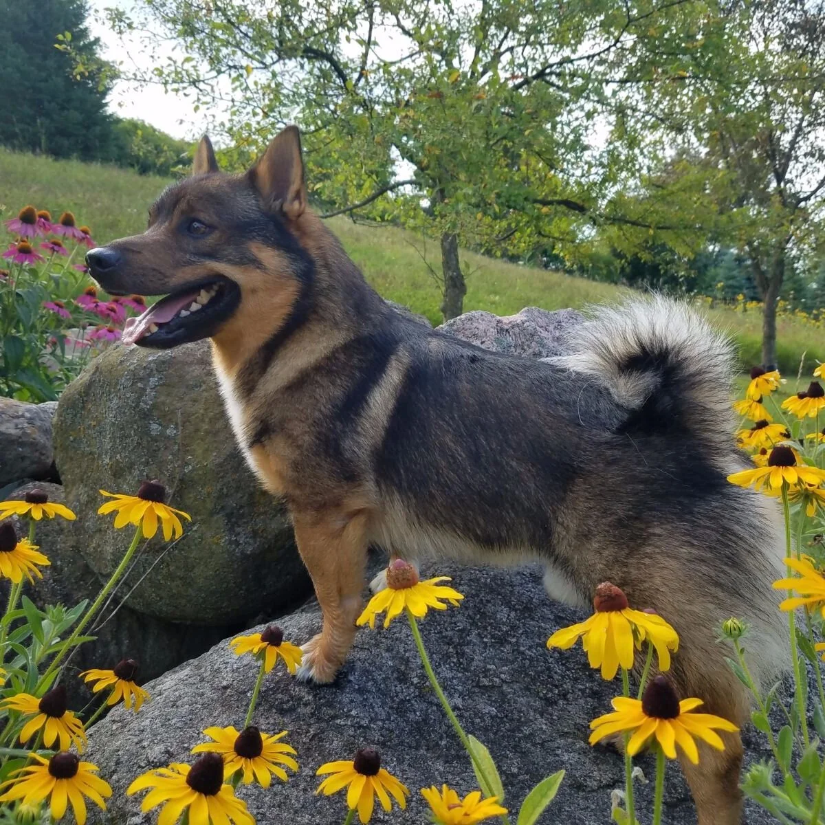 Valkyrie Vallhunds — K9 Junction