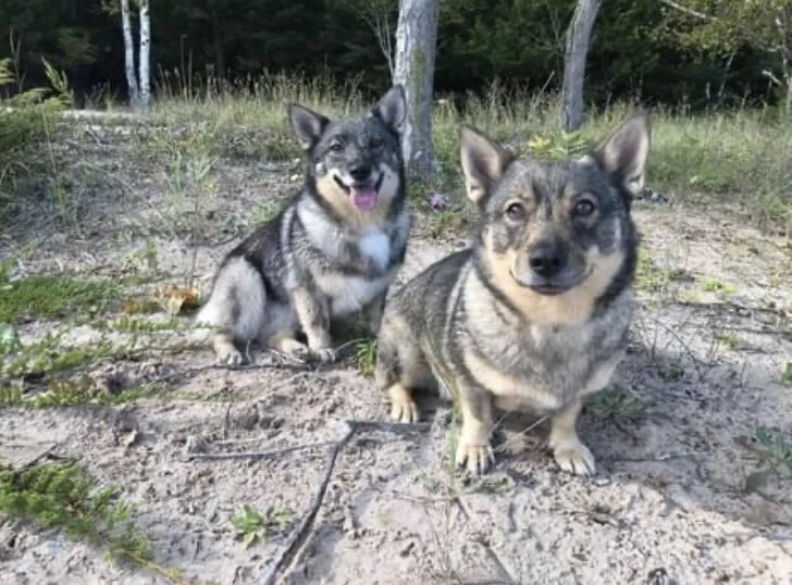 Valkyrie Vallhunds — K9 Junction