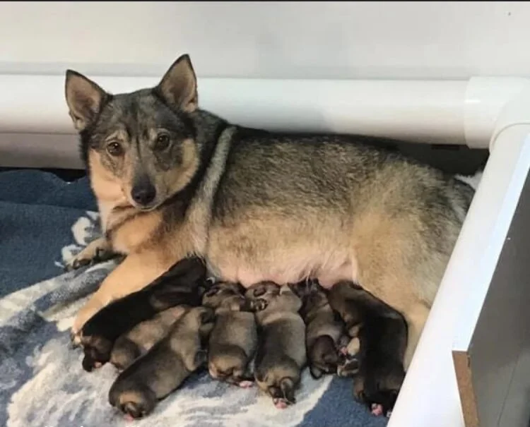 Valkyrie Vallhunds — K9 Junction