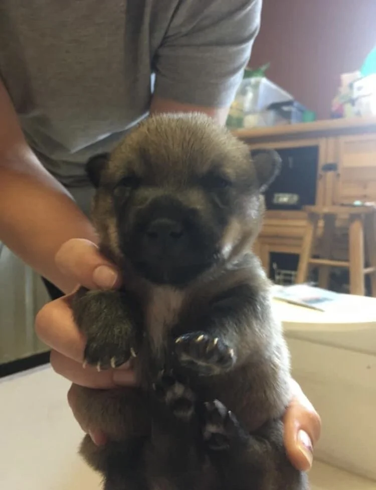 Valkyrie Vallhunds — K9 Junction