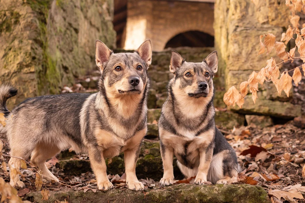 Valkyrie Vallhunds — K9 Junction