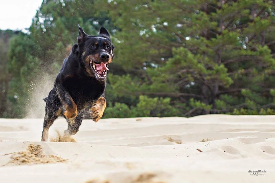 JOIE DE VIE BEAUCERONS-About The Breed