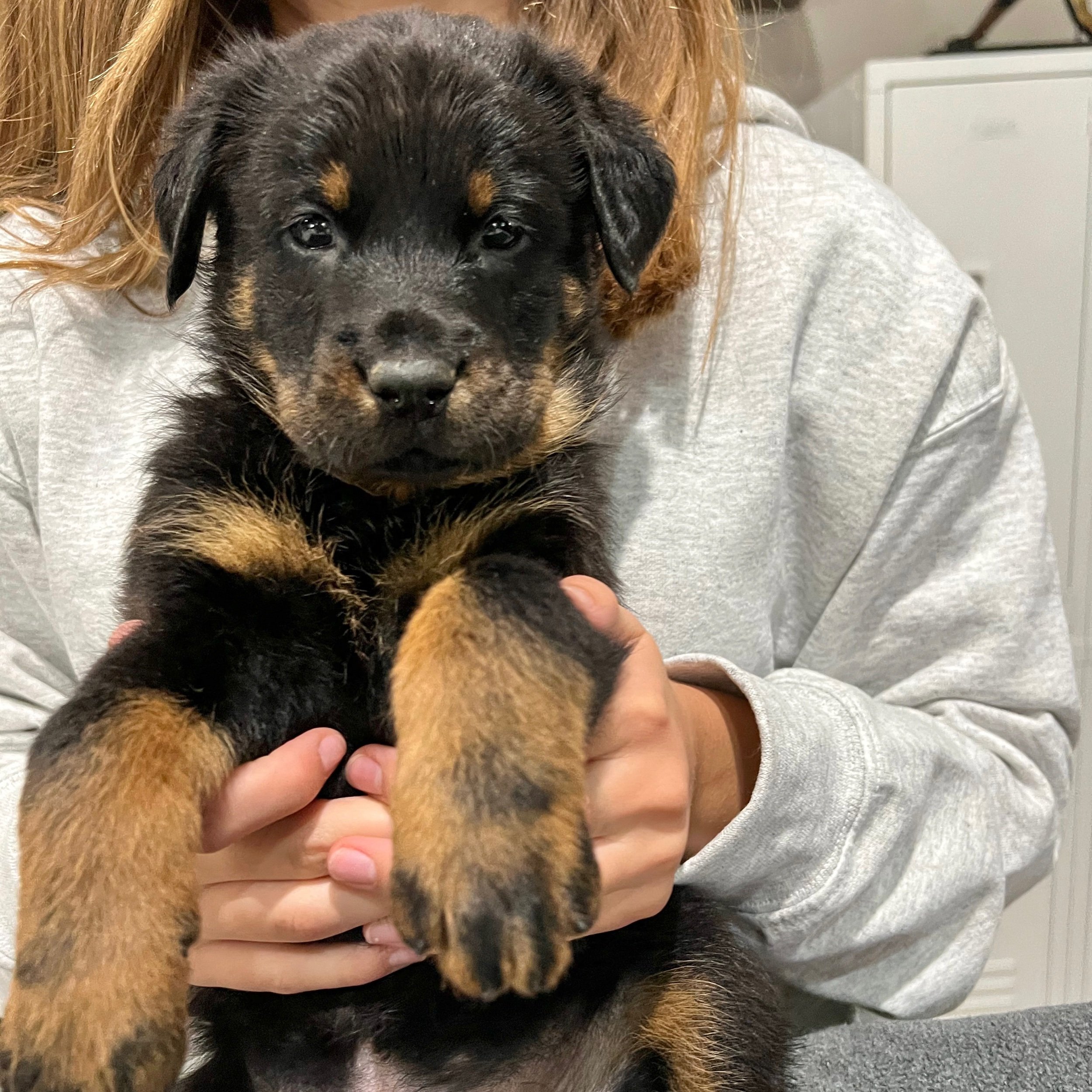 JOIE DE VIE BEAUCERONS-AKC Beauceron Puppies Available December 2023