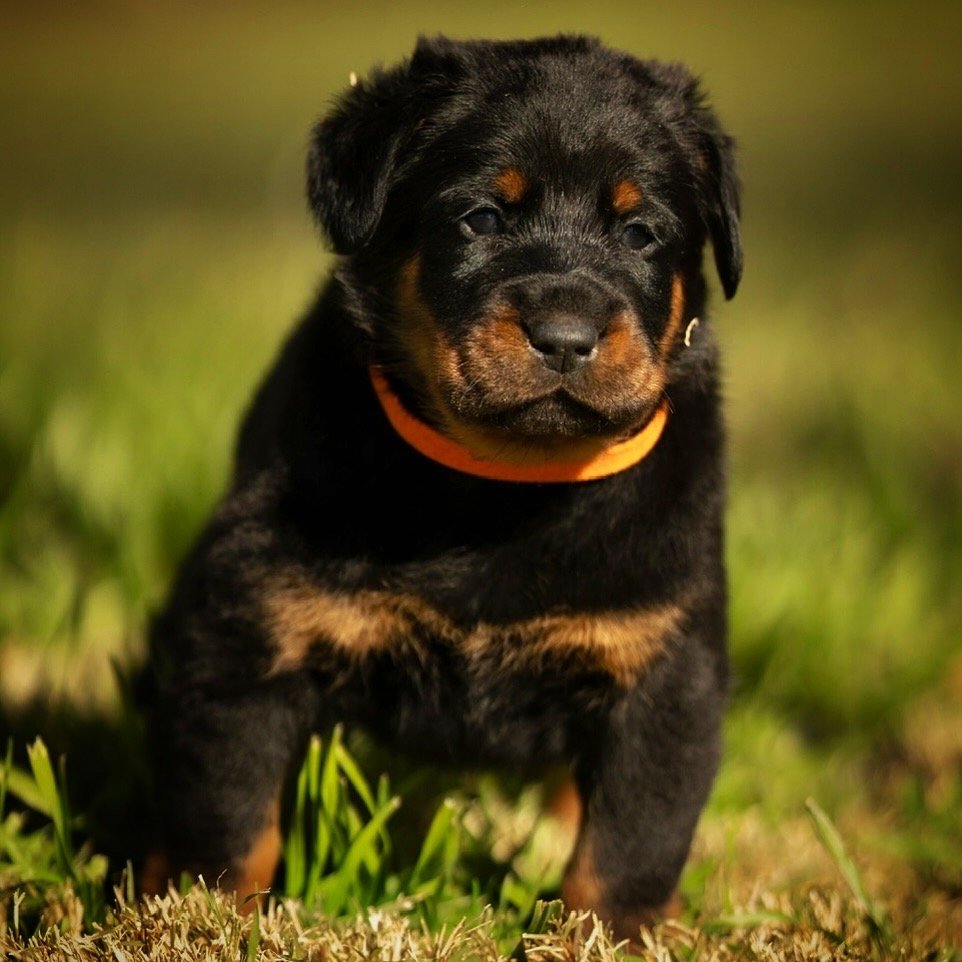 JOIE DE VIE BEAUCERONS-Beauceron Puppies for Sale